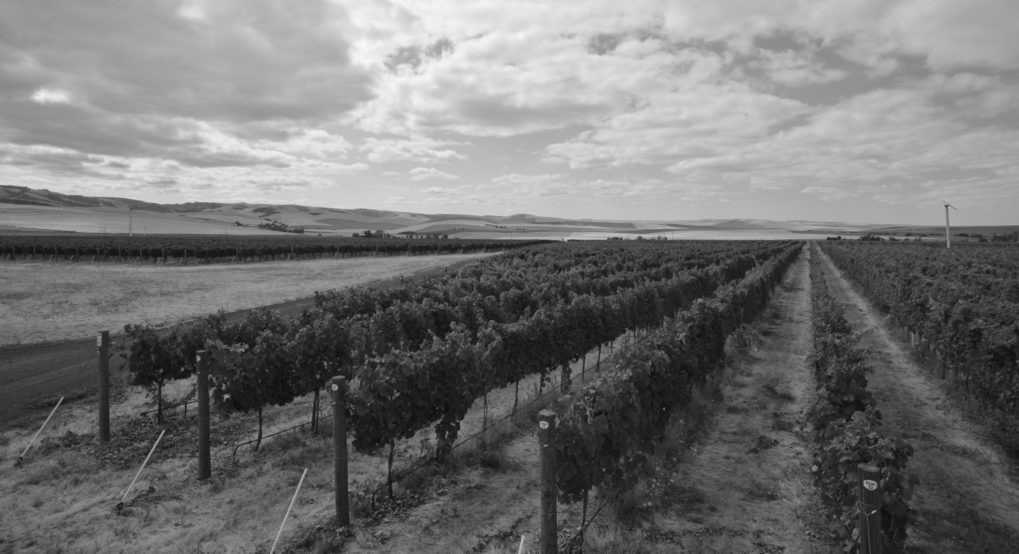 Descendant Cellars – Washington Wine Institute